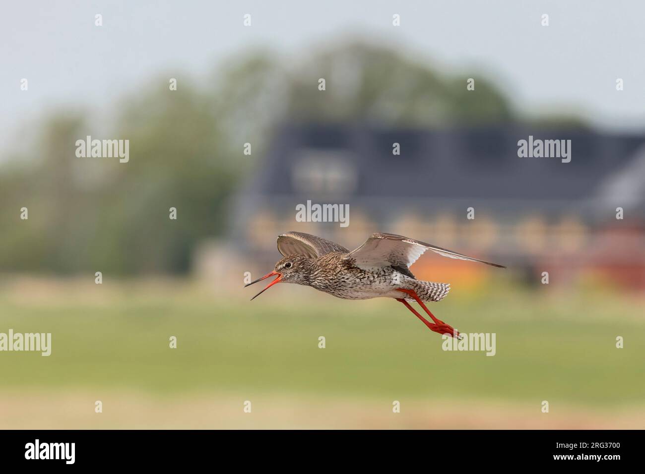 A Common Redshank is flying agitated close to a newly build village ...
