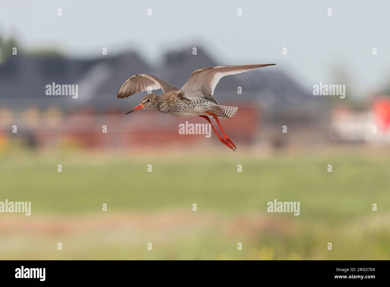 A Common Redshank is flying agitated close to a newly build village ...