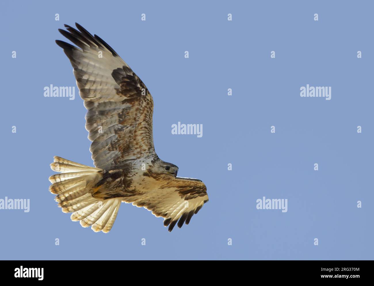 Upland Buzzard (Buteo hemilasius) in flight in Mongolia during summer ...
