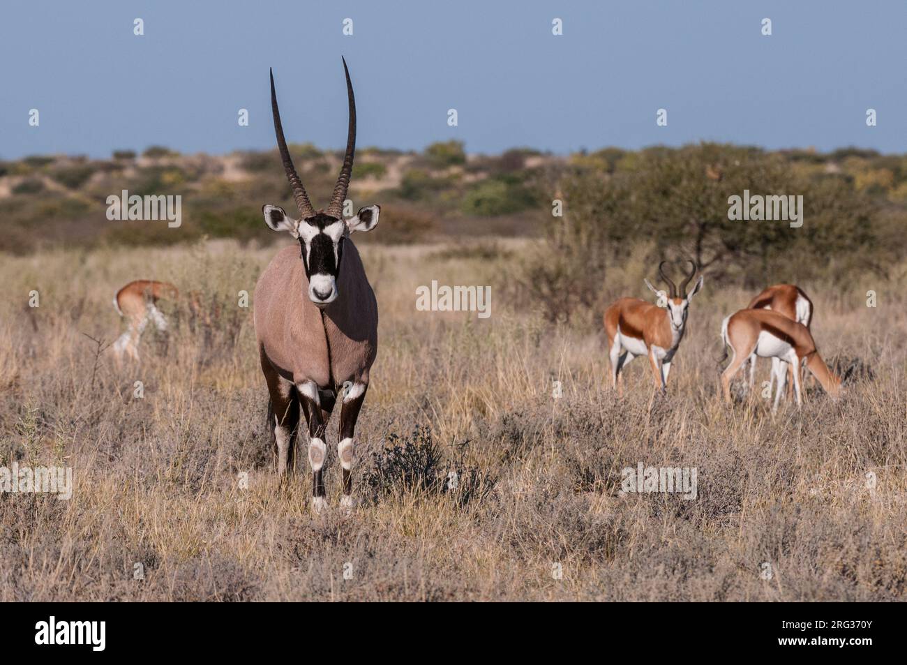 Herd gemsbok in central kalahari hi-res stock photography and images ...