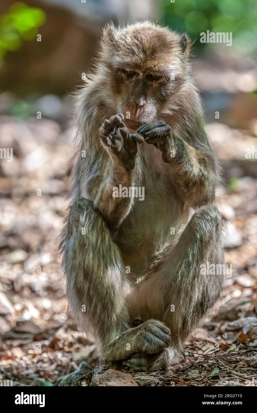 Adult male Barbary Macaque (Macaca sylvanus) sitting on soil into Pic ...