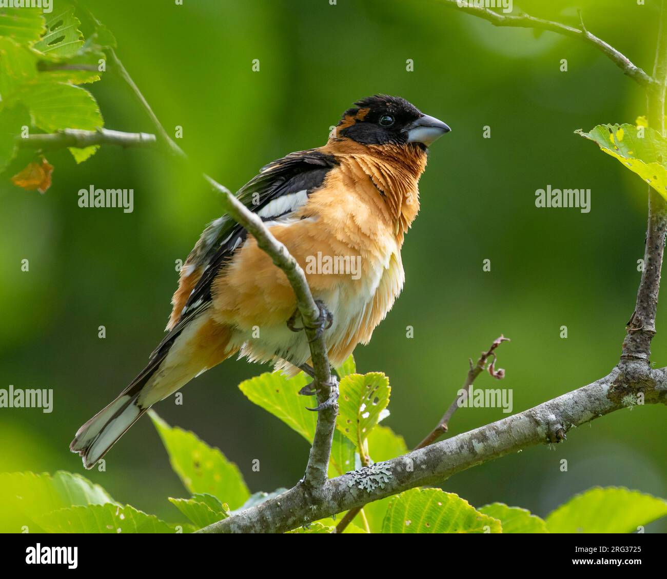 A breeding plumage male Black-headed Grosbeak (Pheucticus ...