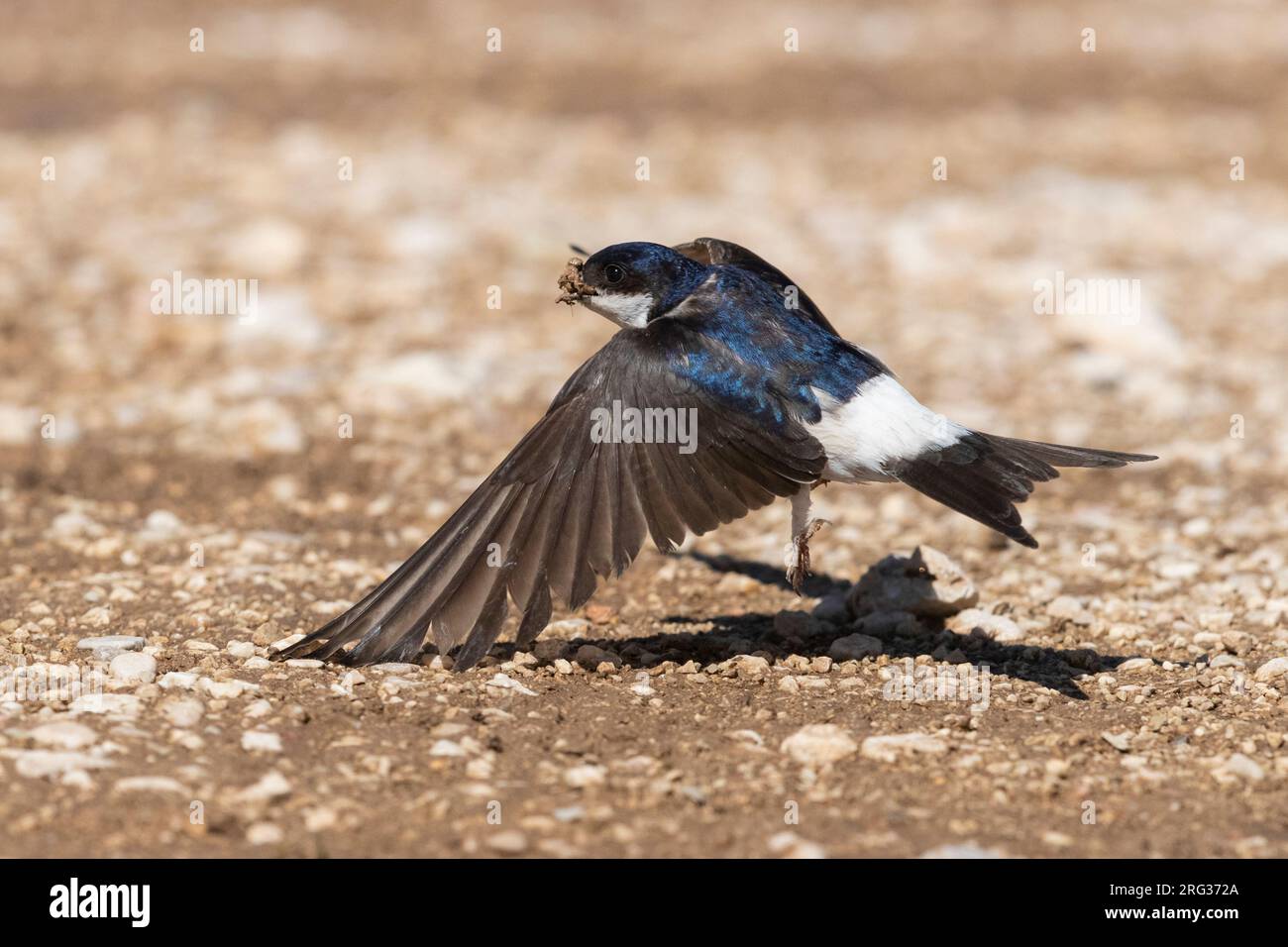 Common House Martin (Delichon urbicum meridionale), adult taking off ...