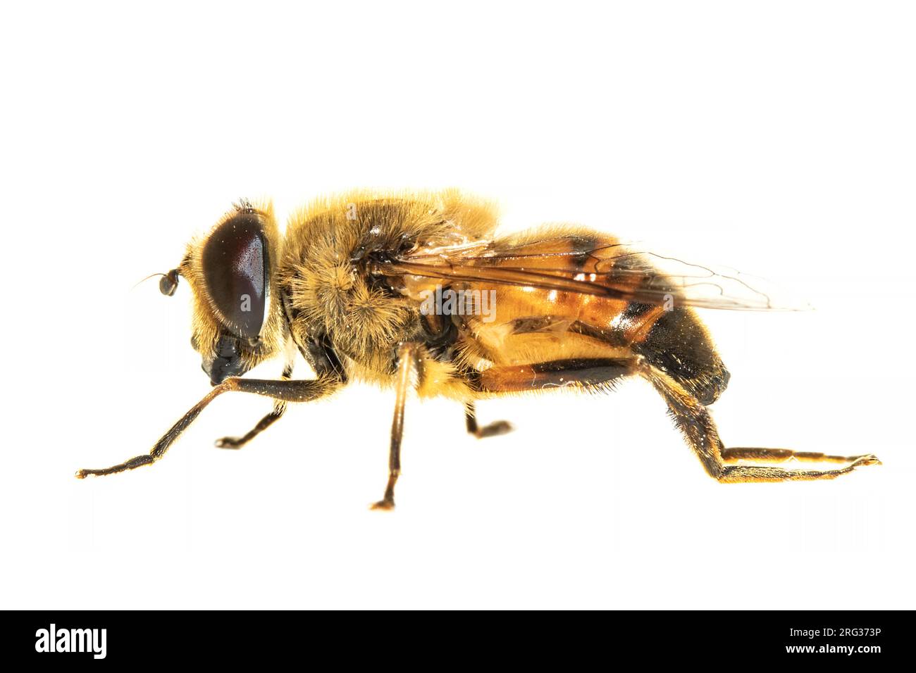 Drone fly, Blinde bij, Eristalis tenax Stock Photo - Alamy
