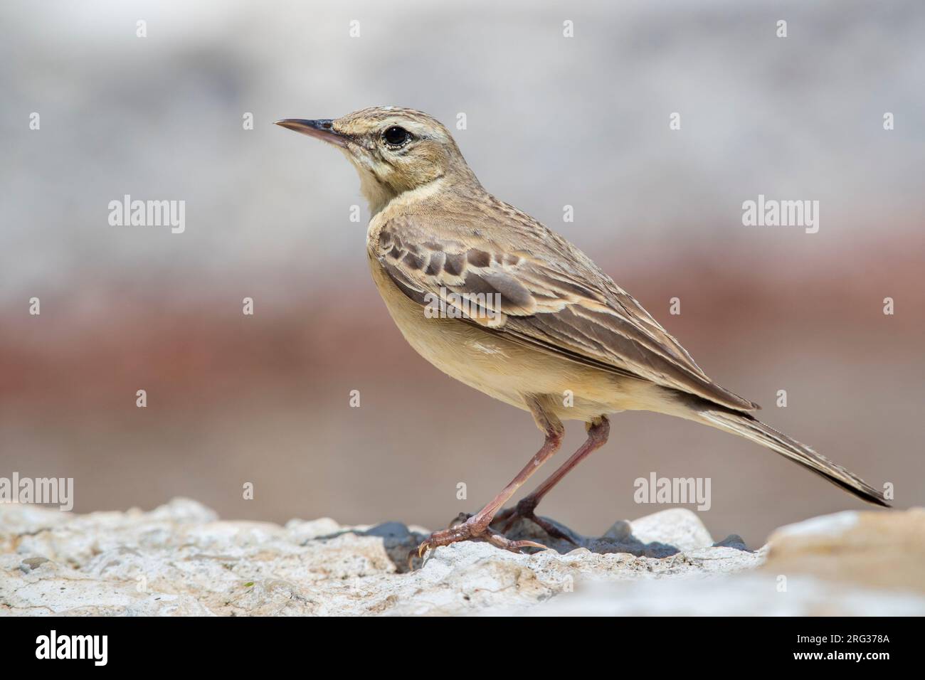 Tawny Pipit (Anthus campestris), side view of an adult standing on a ...