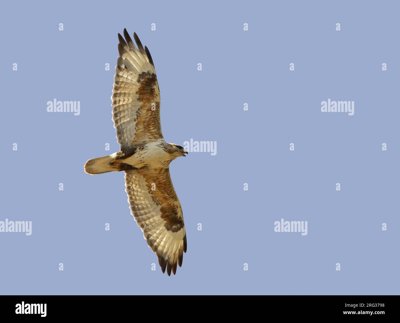 Upland Buzzard (Buteo hemilasius) in flight in Mongolia during summer ...