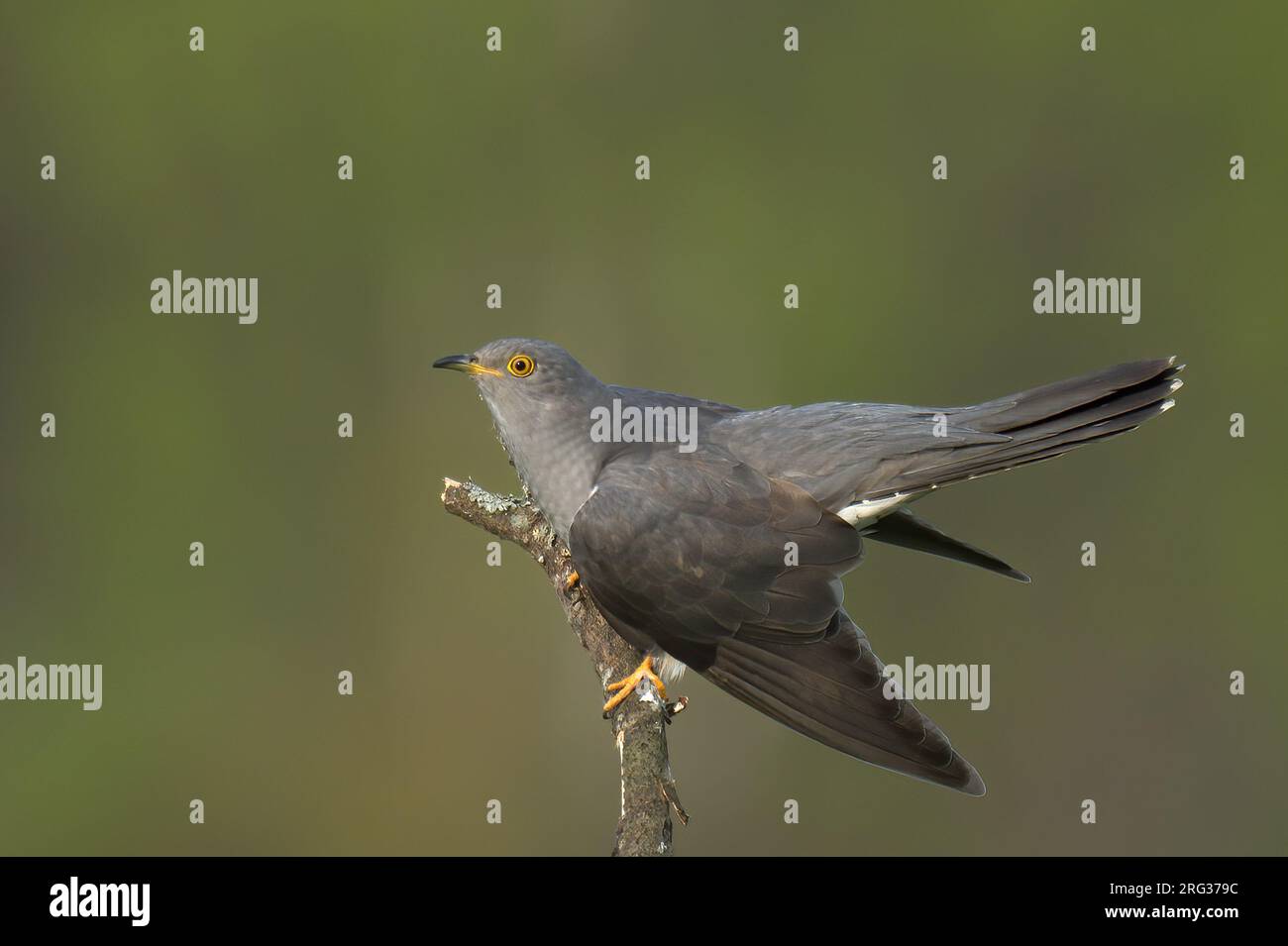 Common Cuckoo (Cuculus canorus), adult bird perched on a dry tree ...