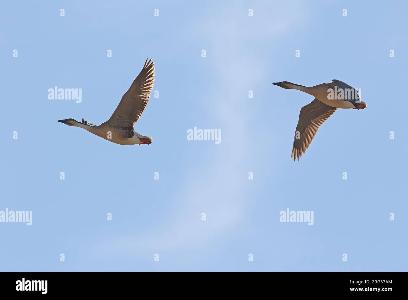 Swan Goose (Anser cygnoides) in Mongolia. Two Geese in flight Stock ...