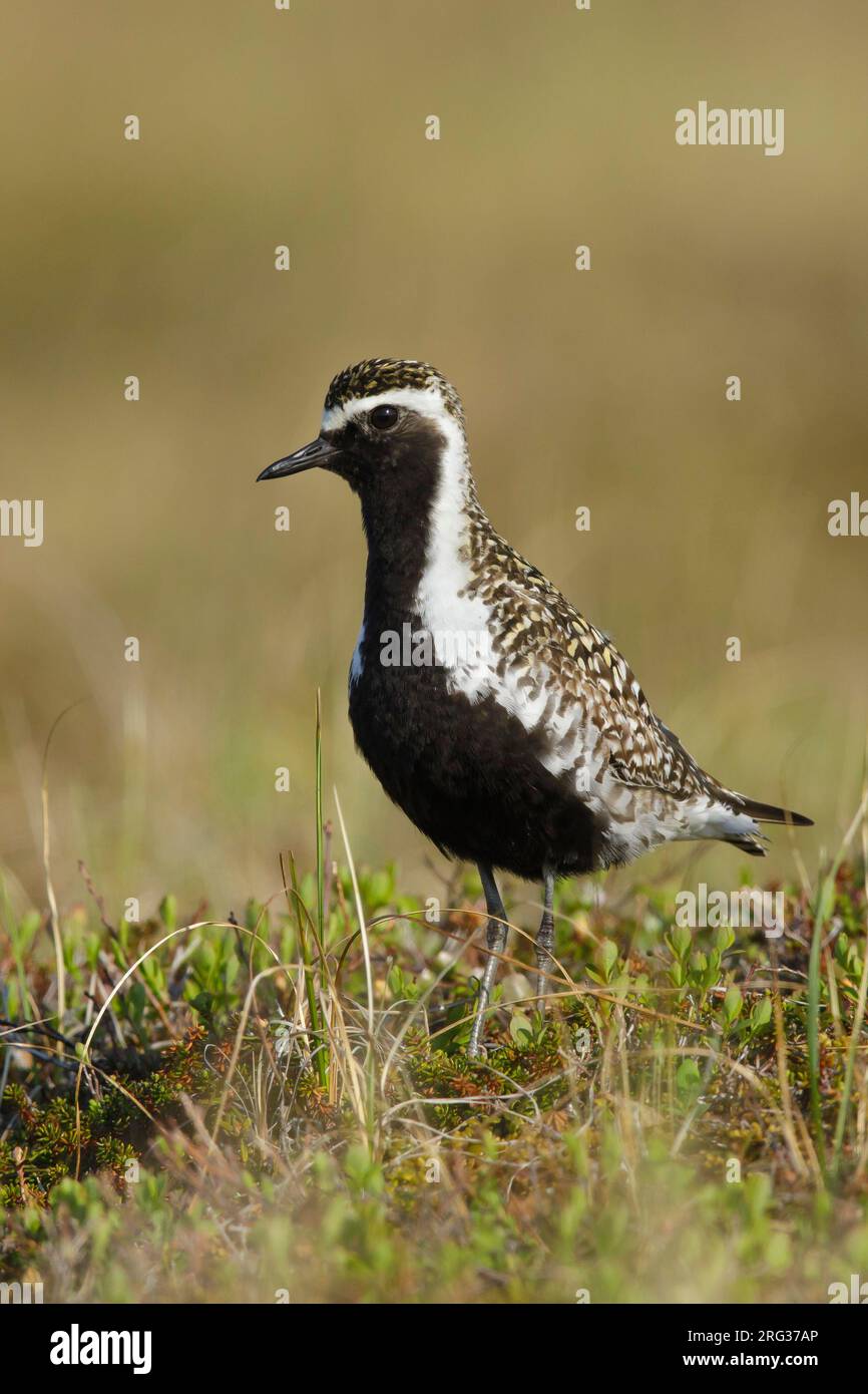Adult male Pacific Golden Plover () in breeding plumage standing on the ...