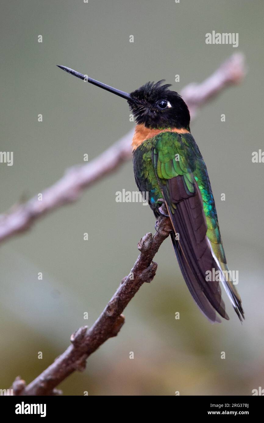 Collared Inca (Coeligena torquata omissa) at Wayqecha, Peru Stock Photo - Alamy