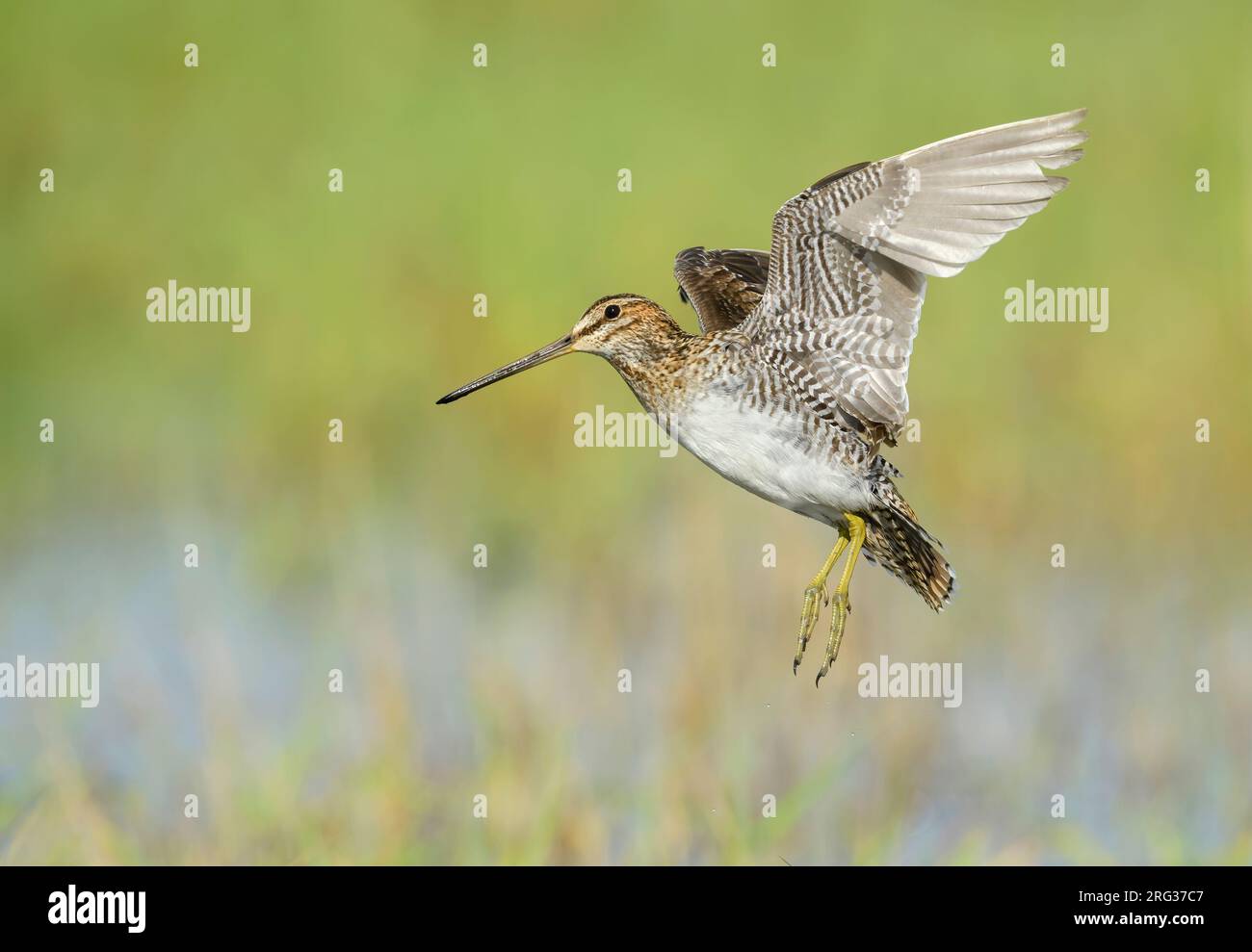 Adult Wilson's Snipe (Gallinago delicata) in flight at a marsh in ...