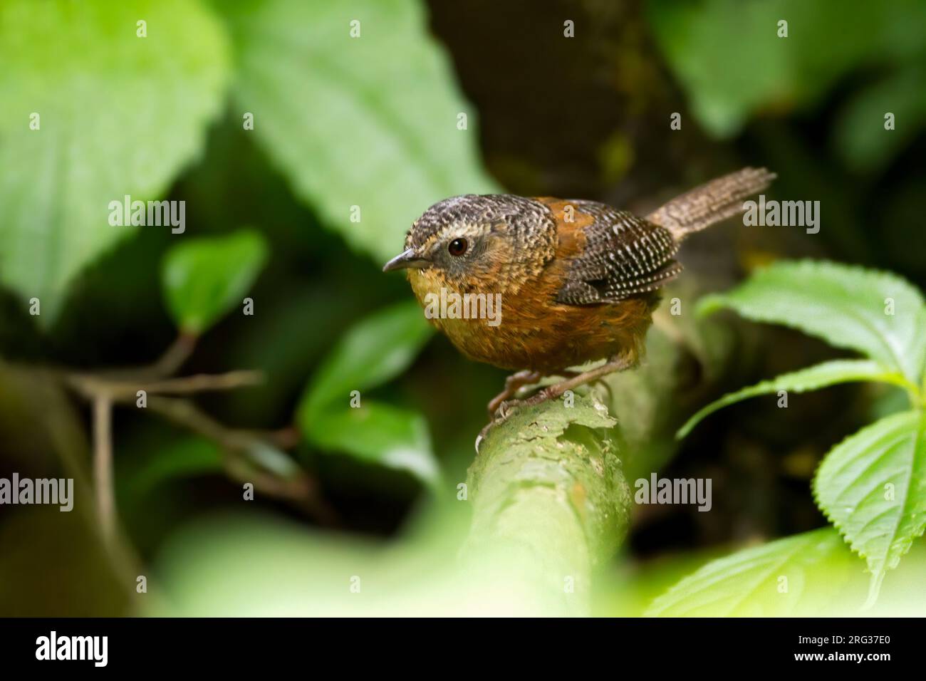 Bar-winged wren-babbler (Spelaeornis troglodytoides) in China Stock ...