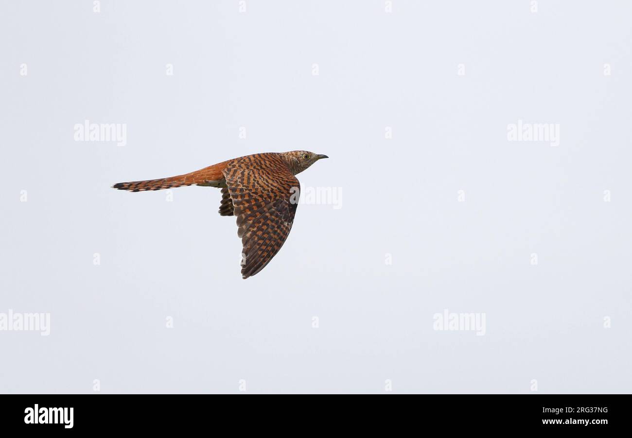 Common Cuckoo, Cuculus canorus, female rufous morph in flight ...