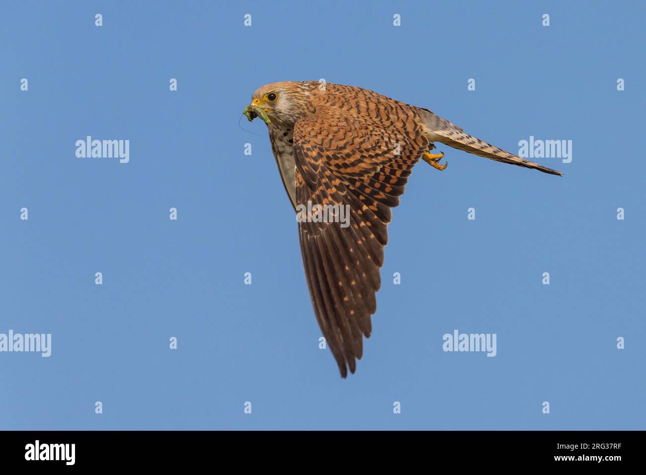 Vrouwtje Kleine torenvalk in vlucht met prooi, Lesser Kestrel female in flight with prey Stock ...