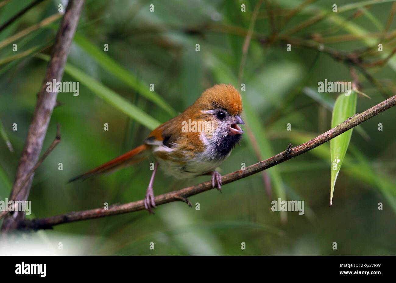 Golden parrotbill hi-res stock photography and images - Alamy