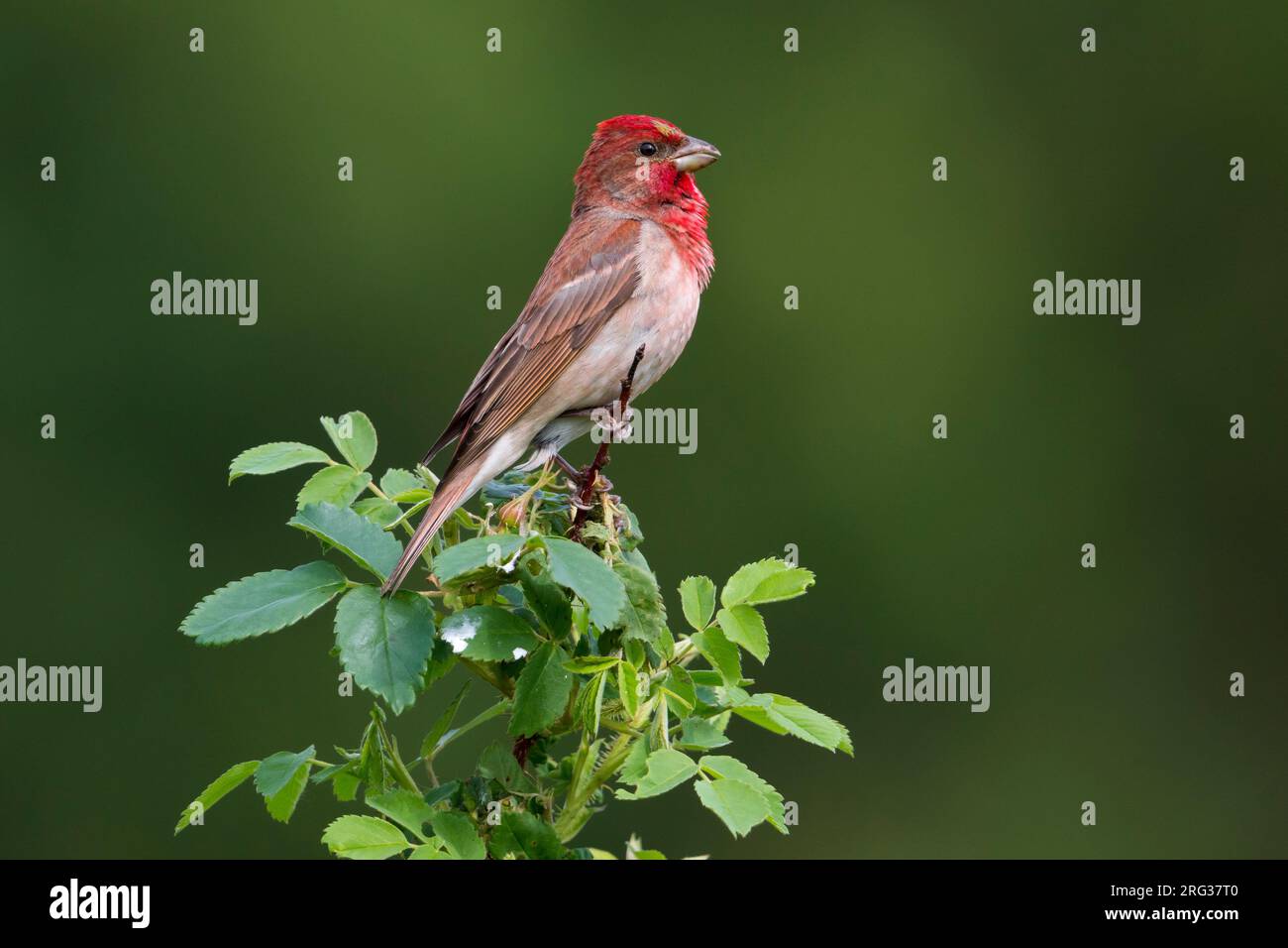 Roodmus; Scarlet Rosefinch Stock Photo - Alamy
