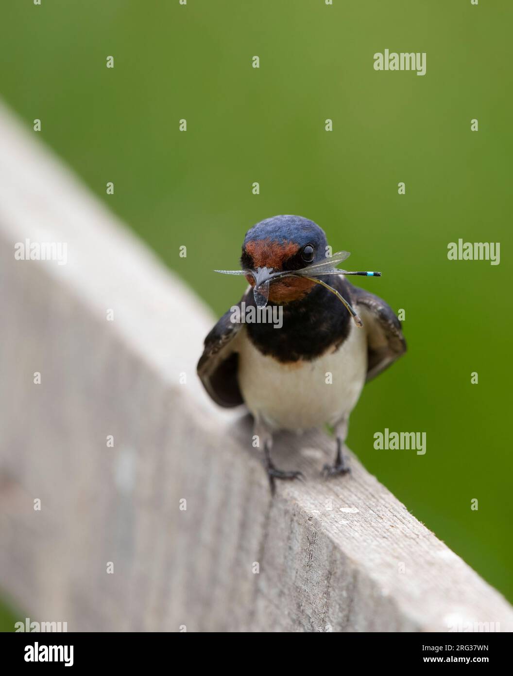 Barn Swallow (Hirundo rustica rustica) adult with food for the chicks ...
