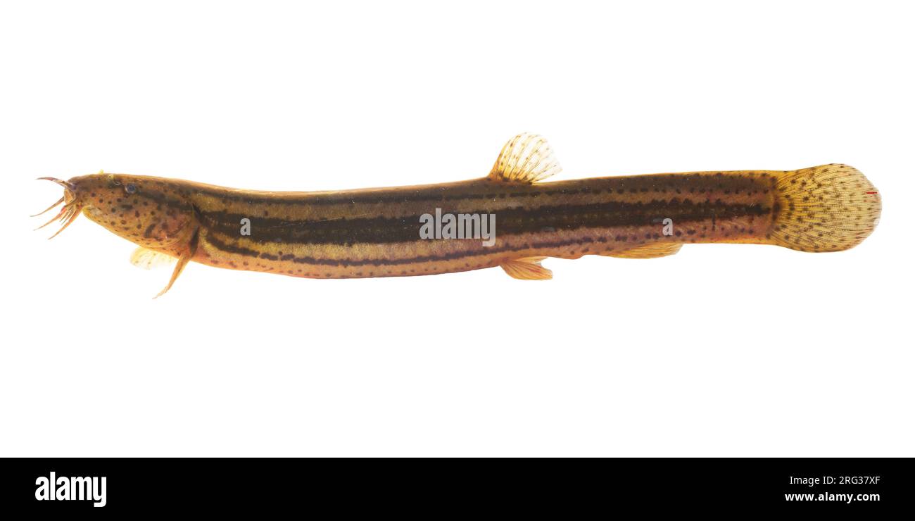 Weatherfish hi-res stock photography and images - Alamy