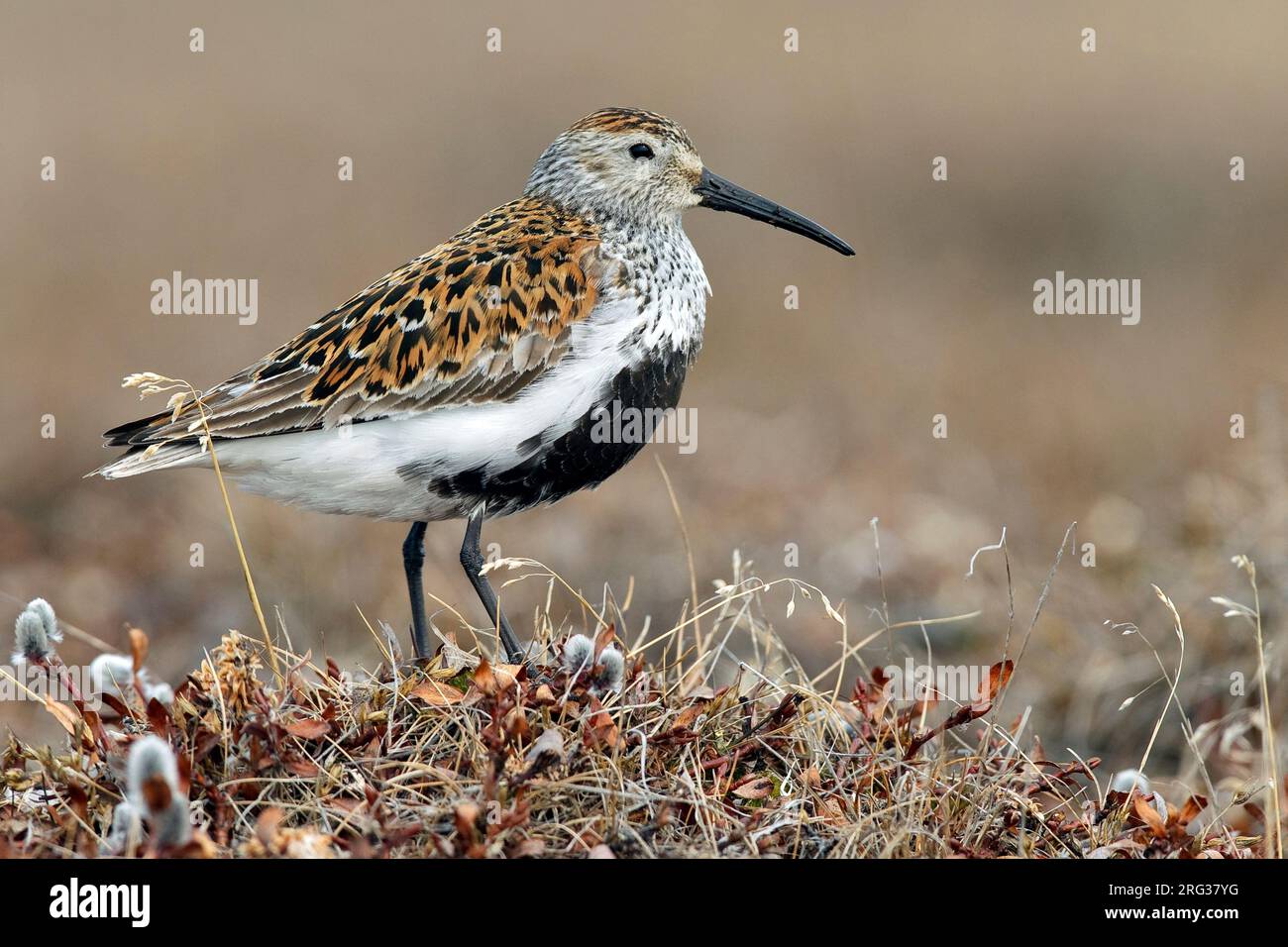 Adult breeding American Dunlin, Calidris alpina arcticola Barrow ...