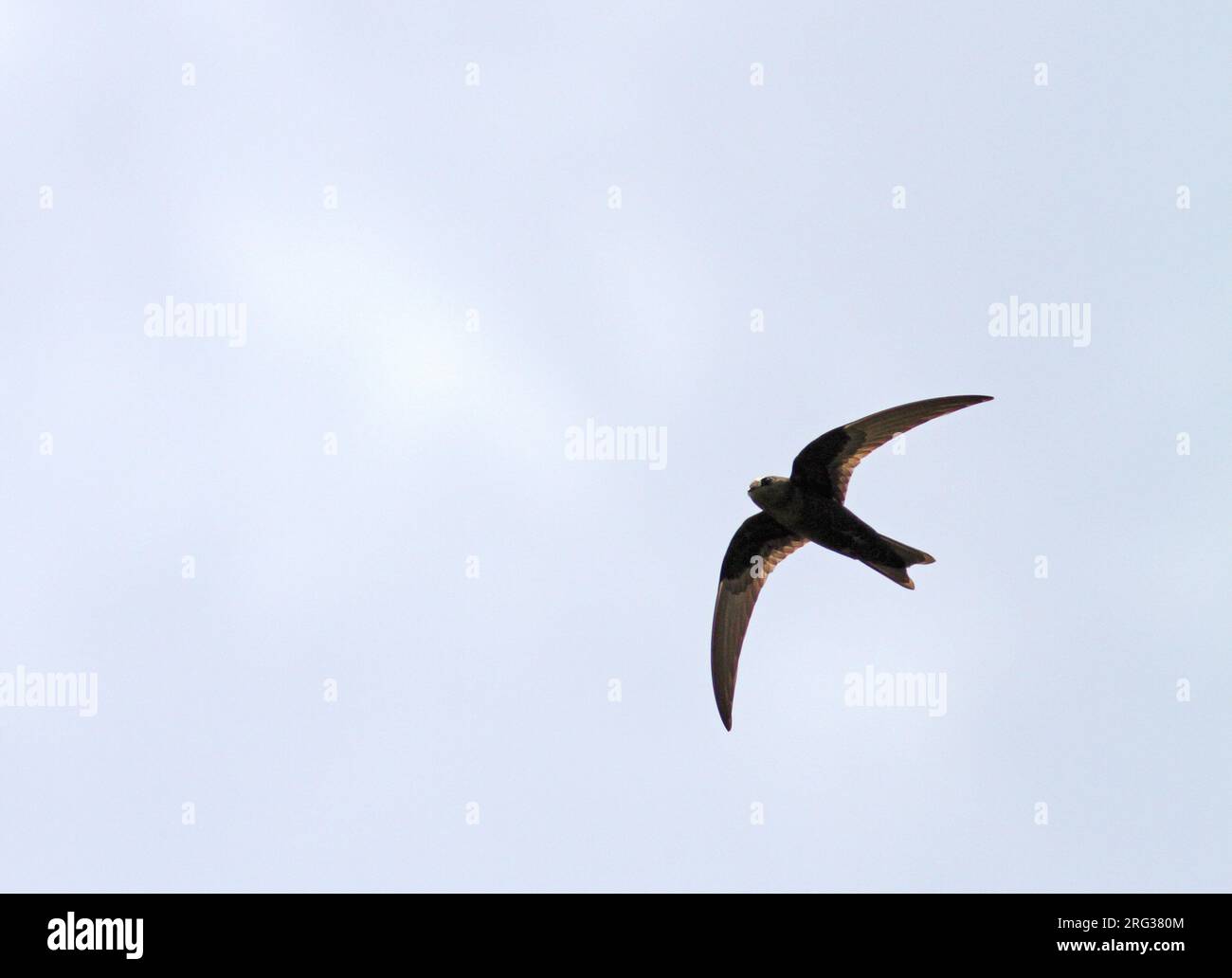 Swift species in south america hi-res stock photography and images - Alamy