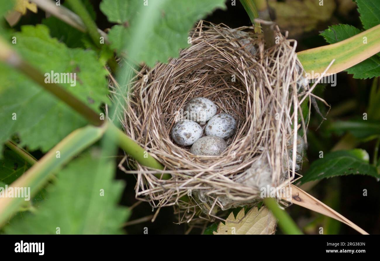 Marsh Warbler nest with egg of Common Cuckoo (Cuculus canorus) at ...