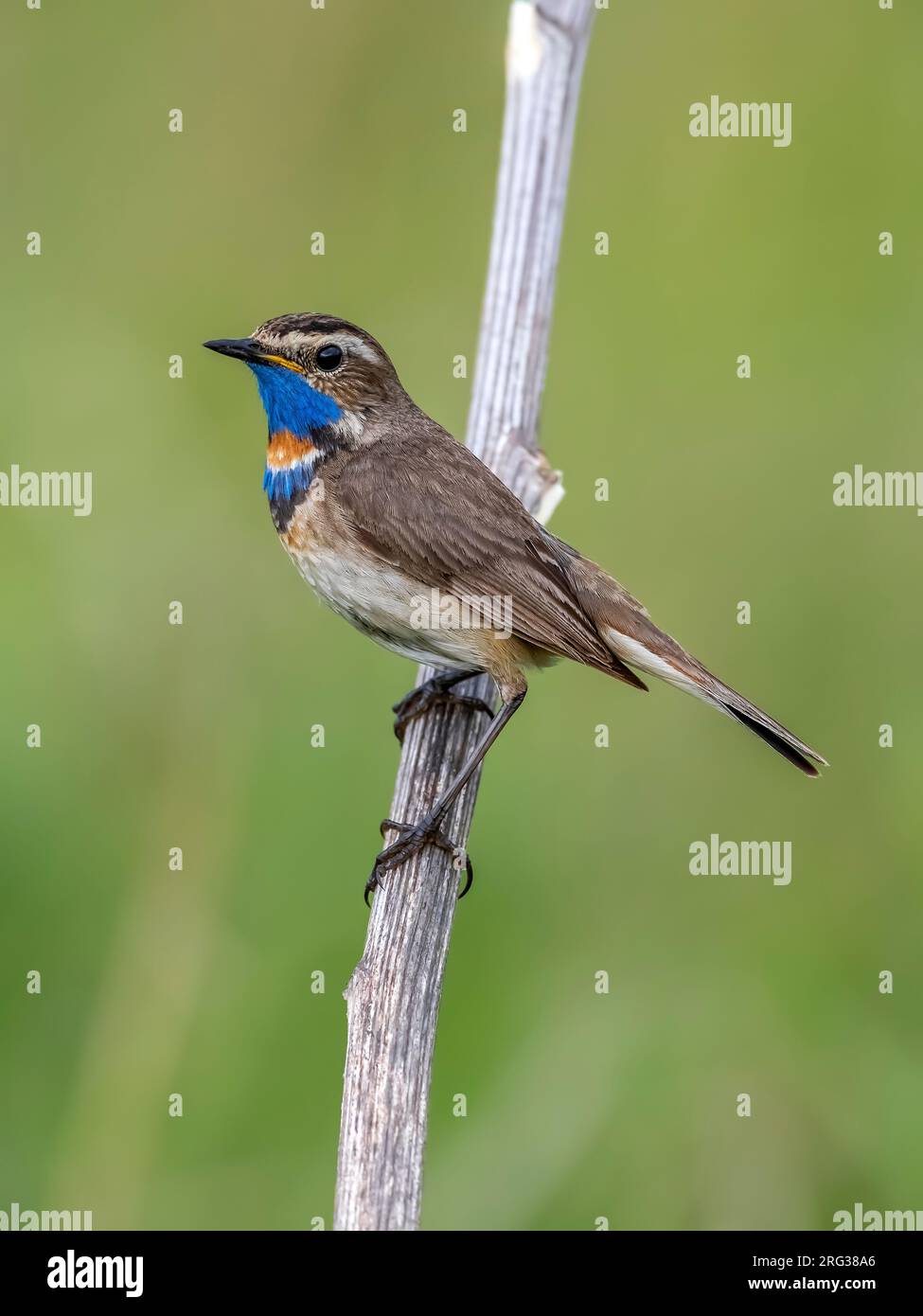 Adult male Turkestan Bluethroat (Luscinia svecica pallidogularis) aka ...