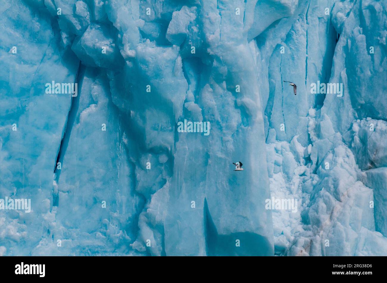 Sea gulls fly past the massive walls on Lilliehook glacier ...