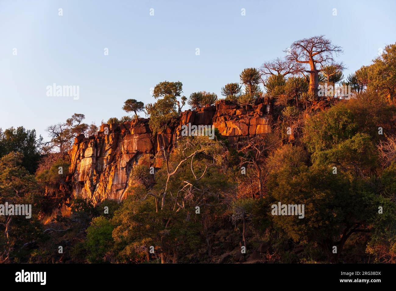 Low angle view of cliffs, lined with trees including baobabs. Mashatu ...