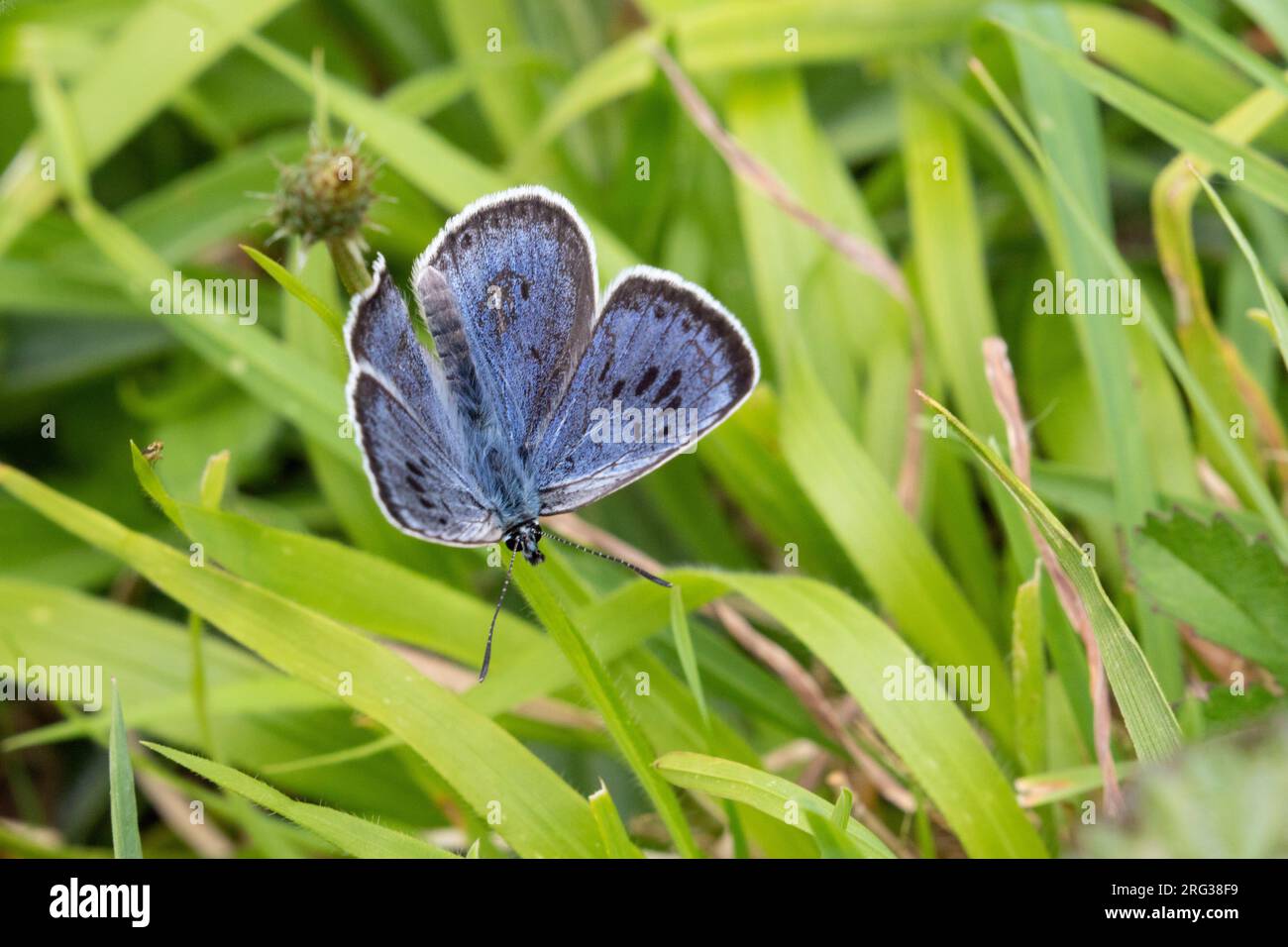 Large blue, Phengaris arion Stock Photo - Alamy