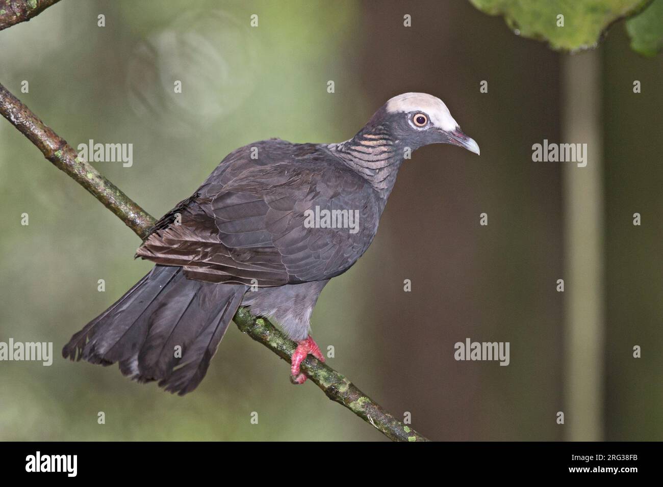 White-crowned Pigeon (Patagioenas leucocephala) at Flamingo Gardens ...
