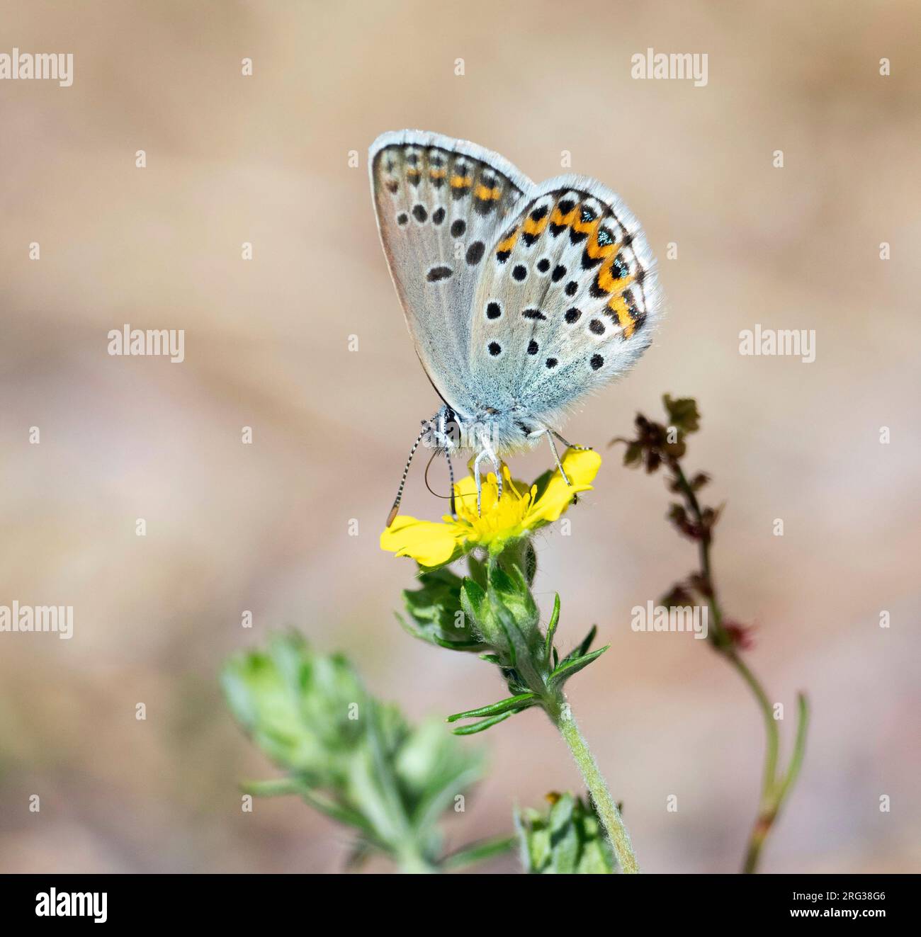 Idas blue butterfly hi-res stock photography and images - Alamy