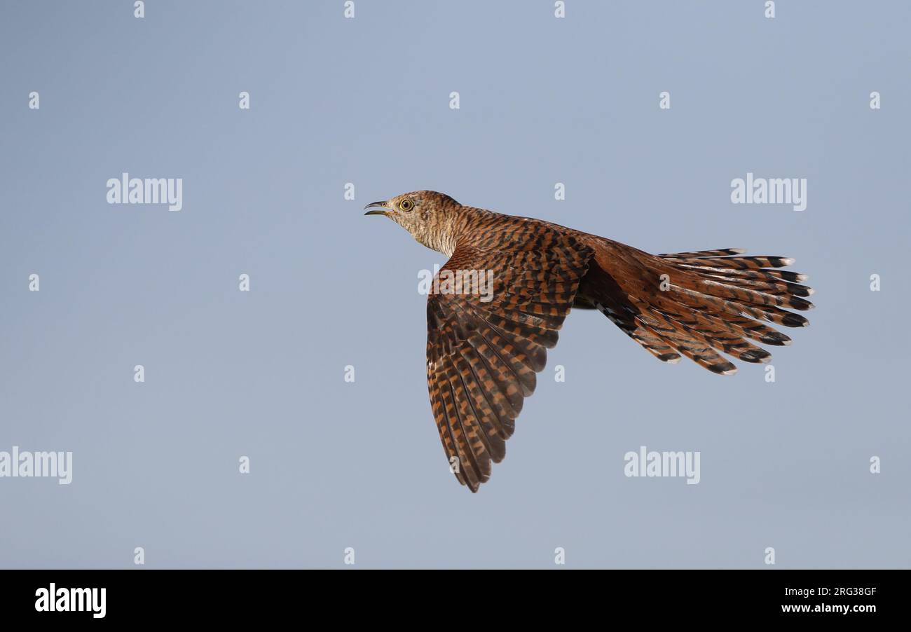 Common Cuckoo, Cuculus canorus, female rufous morph in flight ...