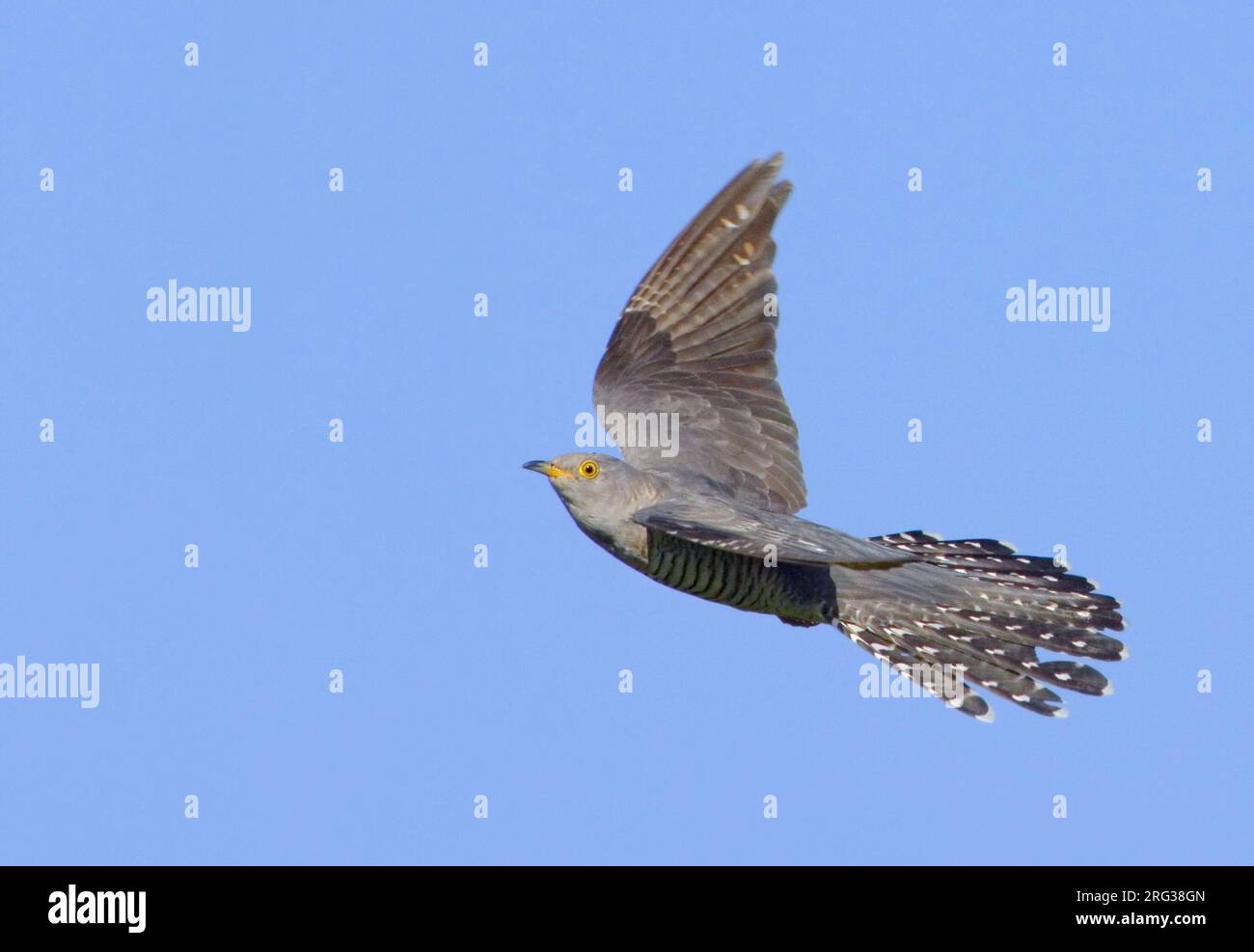 Male Common Cuckoo (Cuculus canorus) in flight in Italy. Seen from the ...