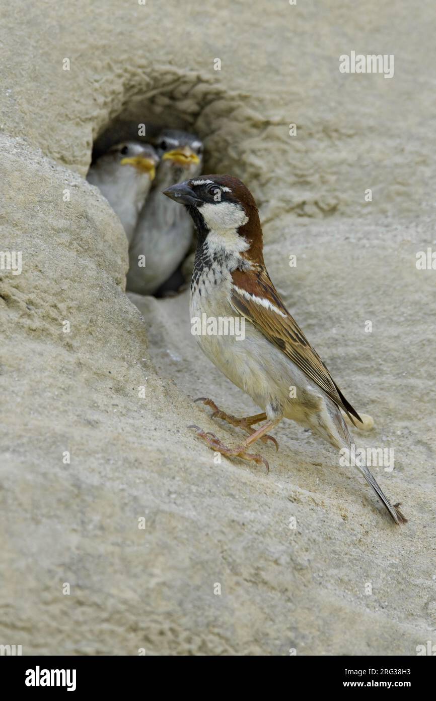Mannetje Italiaanse mus bij nesthol; Male Italian Sparrow at nest ...