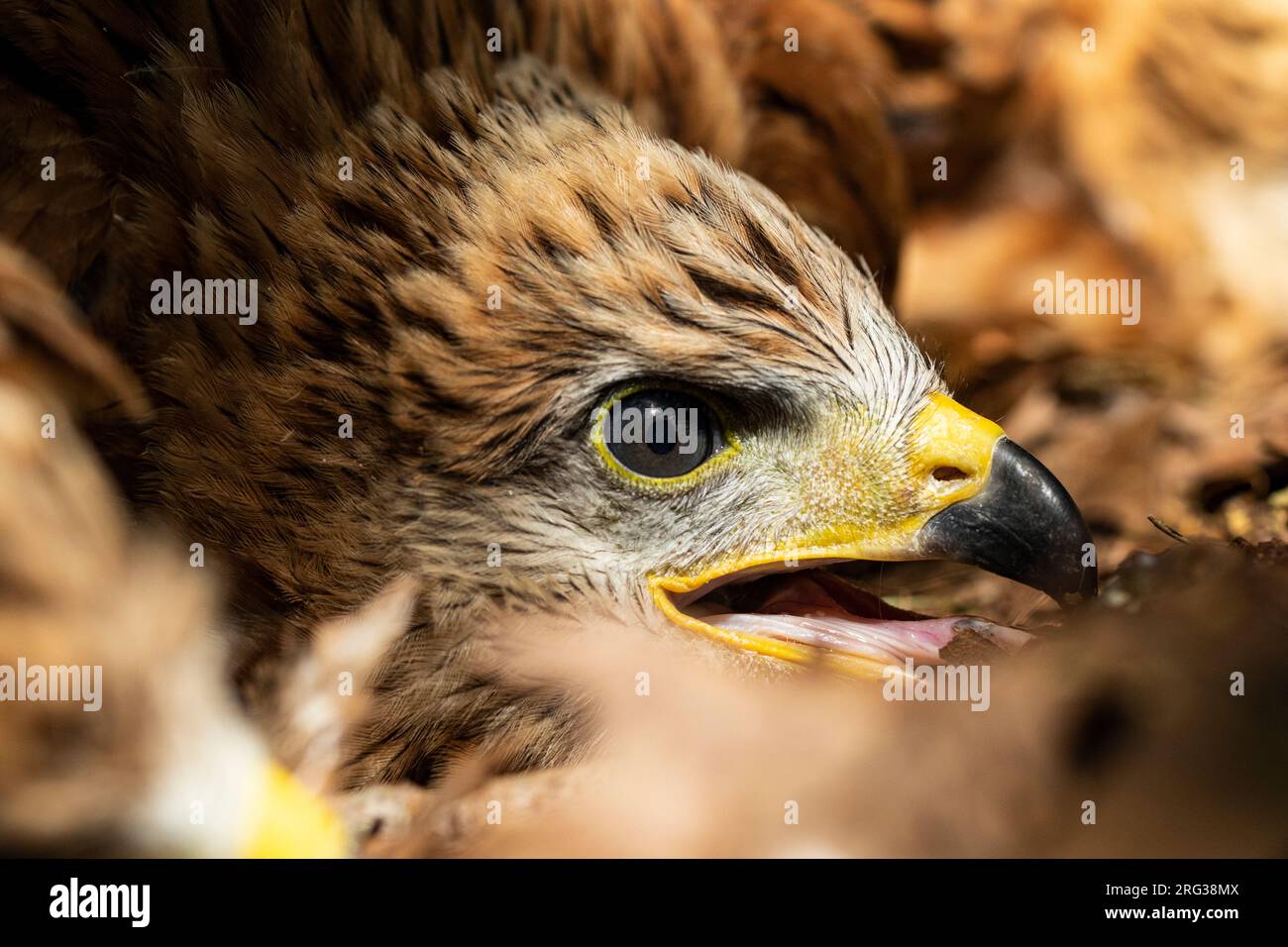 Red Kite chick being ringed Stock Photo - Alamy