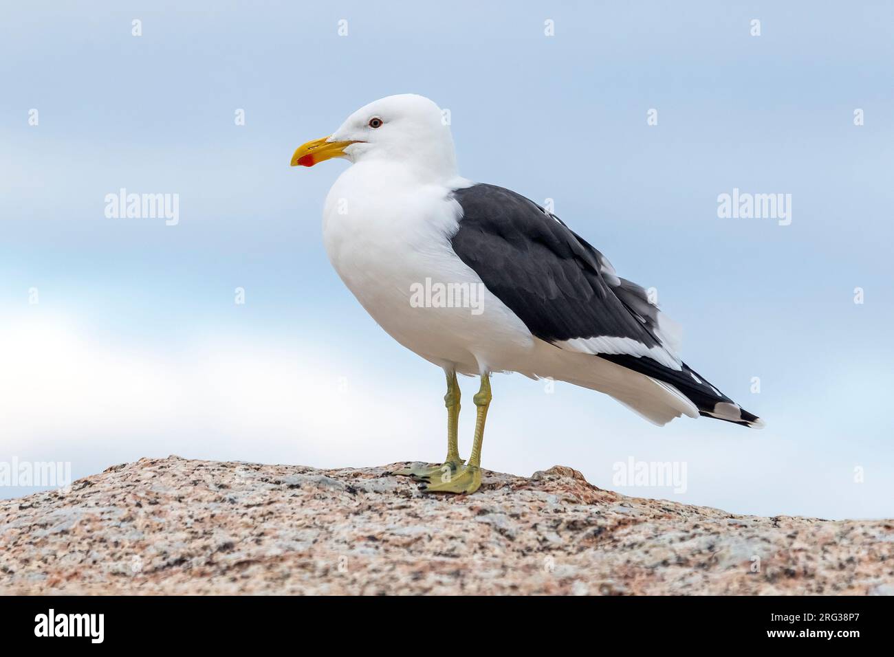 Adult Cape Gull (Larus dominicanus vetula) aka Kelp Gull in Simon's ...