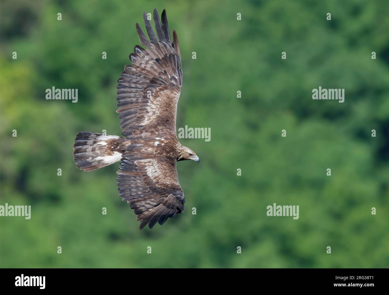 Golden Eagle (Aquila chrysaetos), subadult male in flight seen from the ...