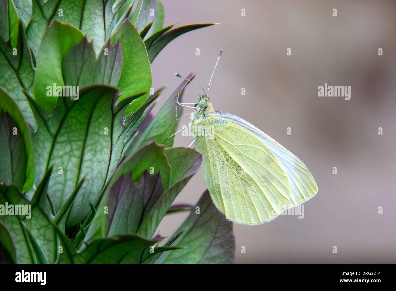 Southern Small White (Pieris mannii) in the Netherlands Stock Photo - Alamy