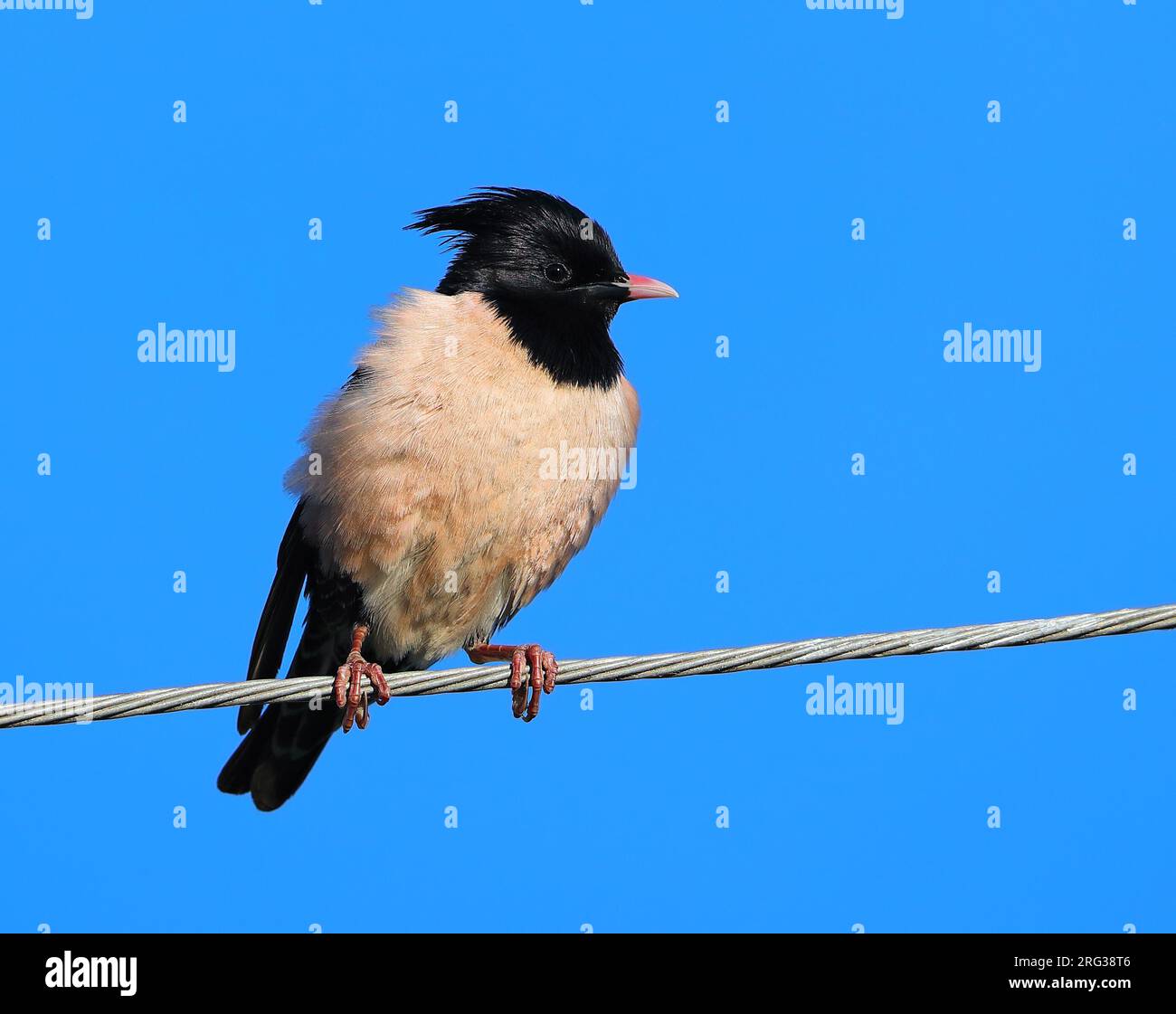 Rose-coloured Starling (Pastor roseus) at Valensole, Alpes-de-Haute ...