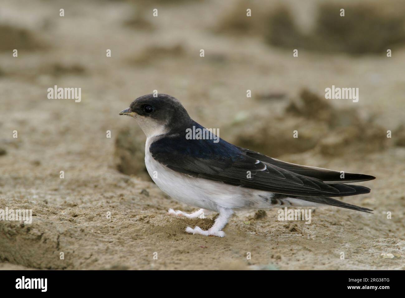 Common House Martin collecting mud; Huiszwaluw modder verzamelend Stock ...