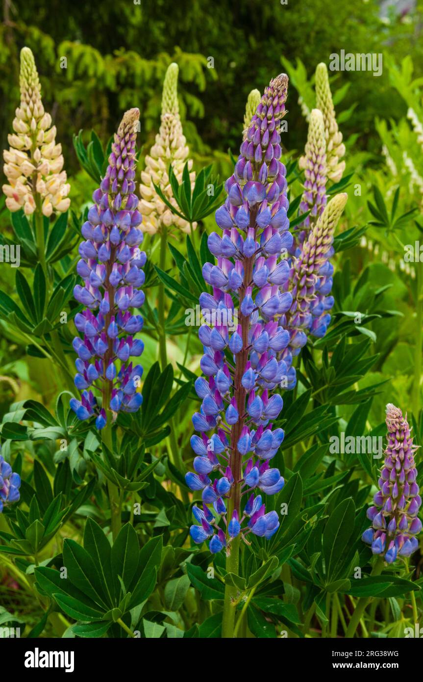 Purple spikes of Russell lupine grow along Trollstigen road ...