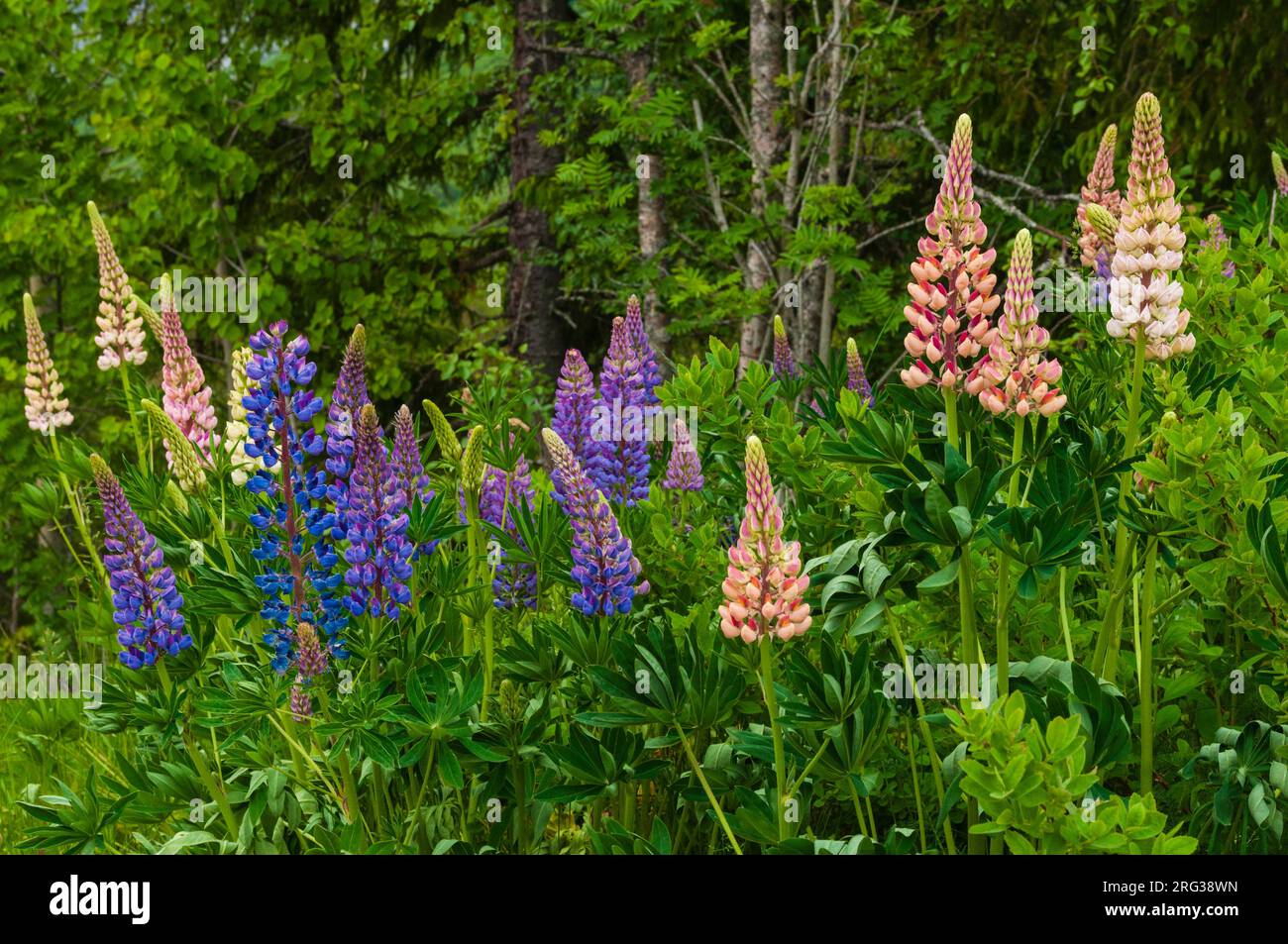 Purple and peach spikes of Russell lupine grow along Trollstigen road ...
