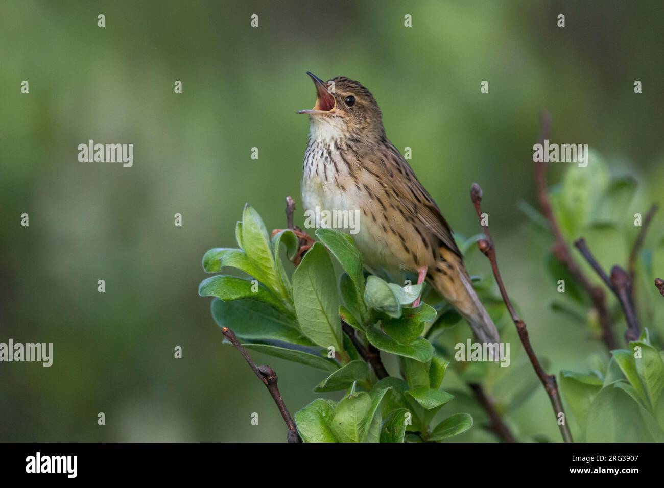 Kleine Sprinkhaanzanger; Lanceolated Warbler; Locustella lanceolata ...