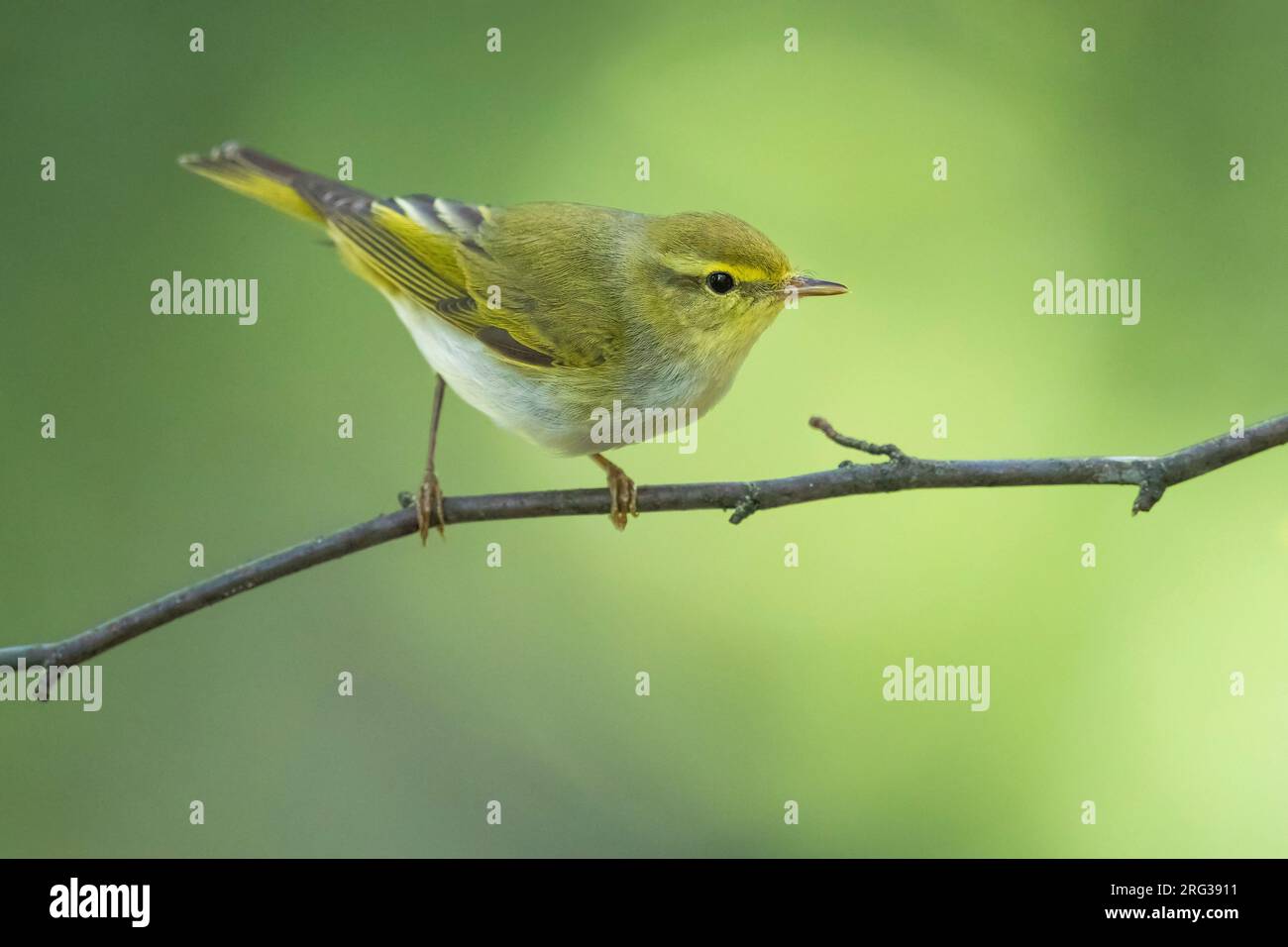 Wood Warbler, Phylloscopus sibilatrix Stock Photo - Alamy