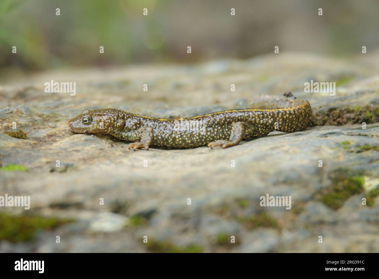 Calotriton asper hi-res stock photography and images - Alamy