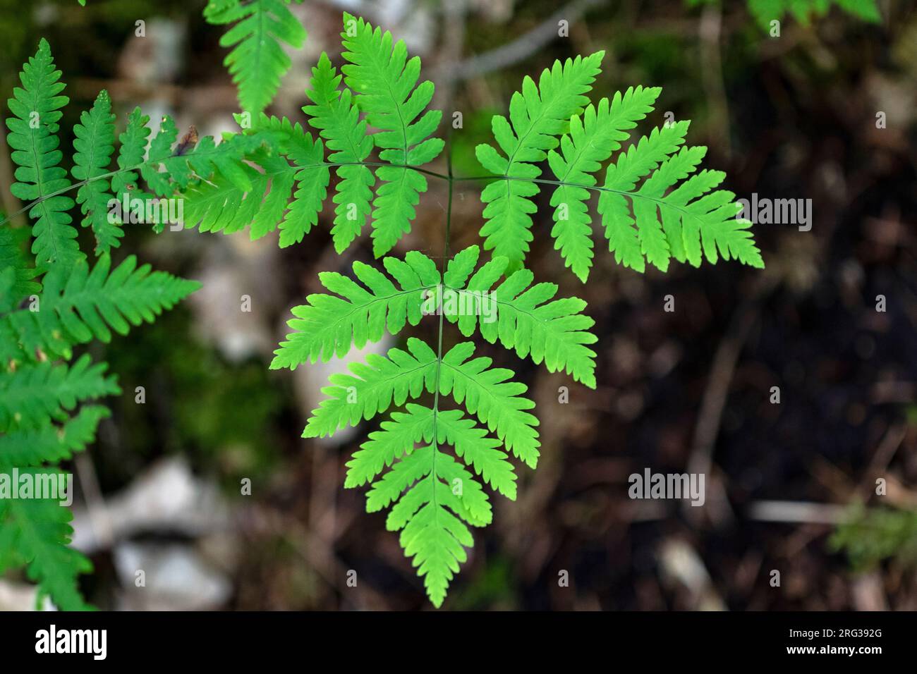 Oak Fern, Gymnocarpium dryopterisfrond Stock Photo - Alamy