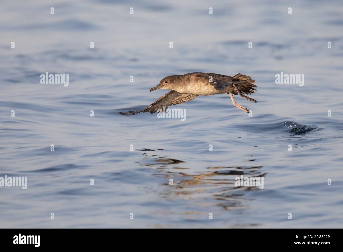 Balearic shearwater (Puffinus mauretanicus), in flight, with the sea as ...