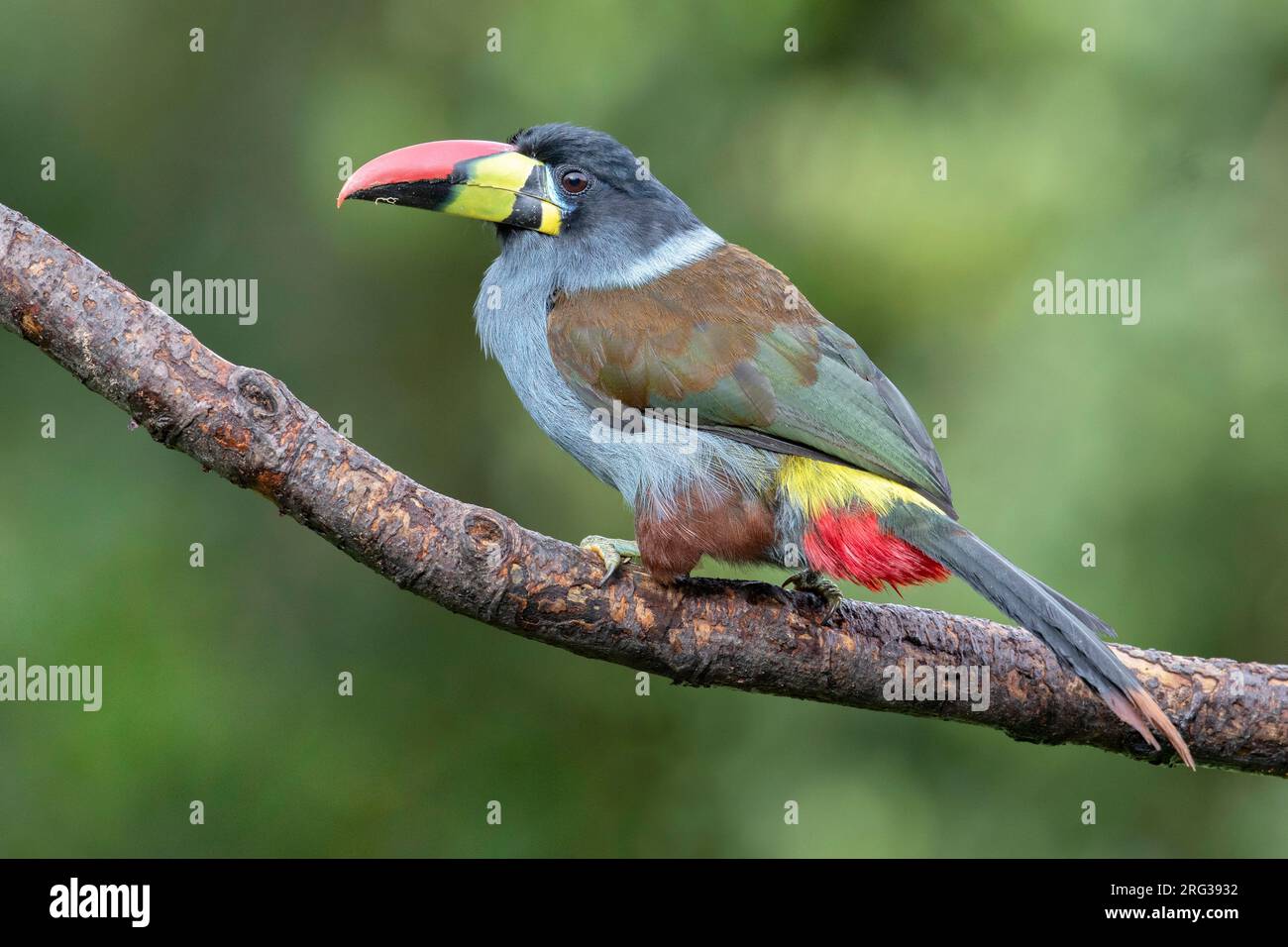 Grey-breasted Mountain Toucan (Andigena hypoglauca hypoglauca) at ...