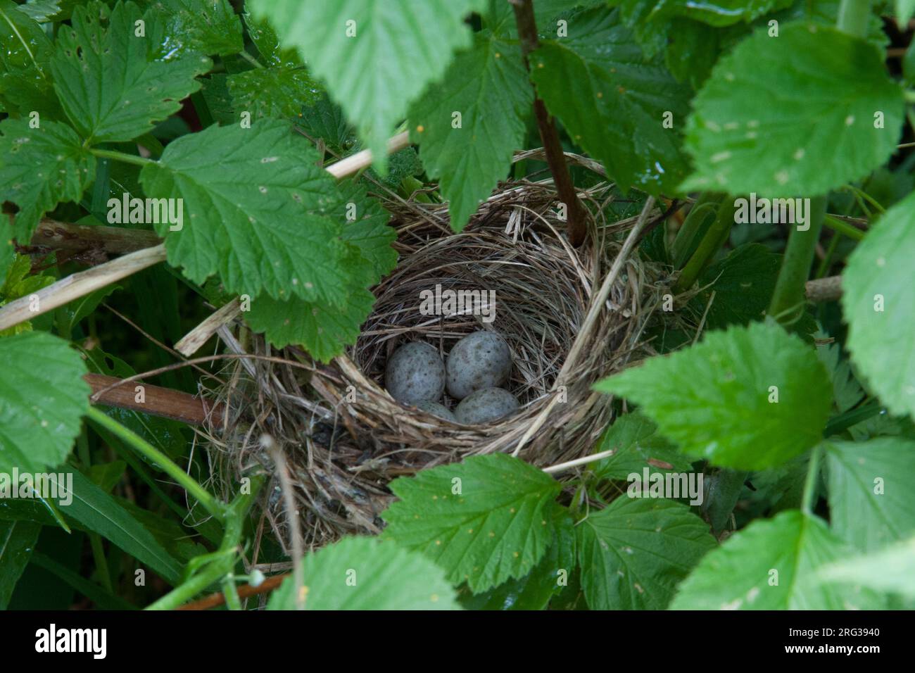 Nest of Blyth's Reed Warbler (Acrocephalus dumetorum) in raspberry bush ...