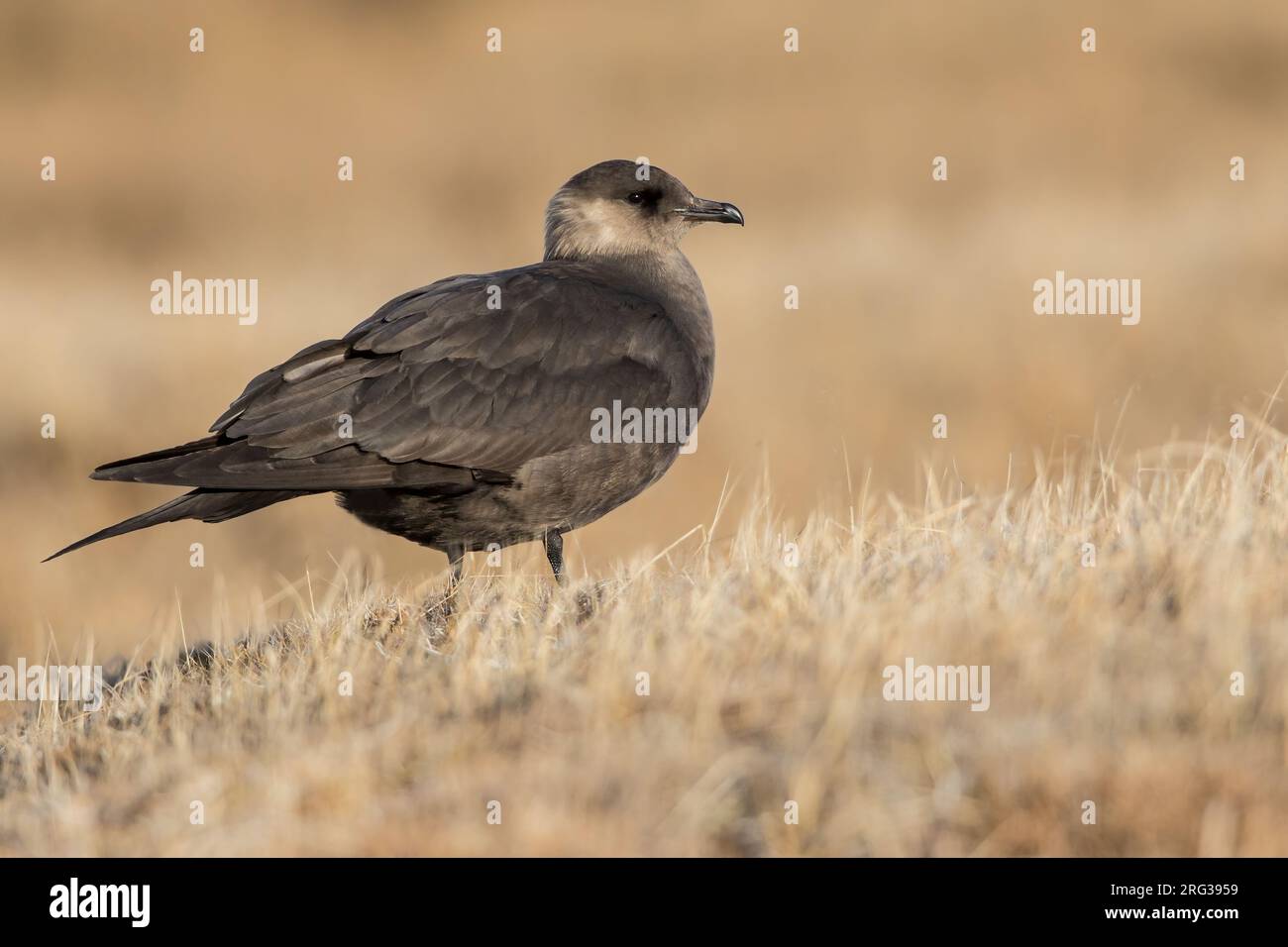Dark phase Parasitic Jaeger (Stercorarius parasiticus) on the arctic ...